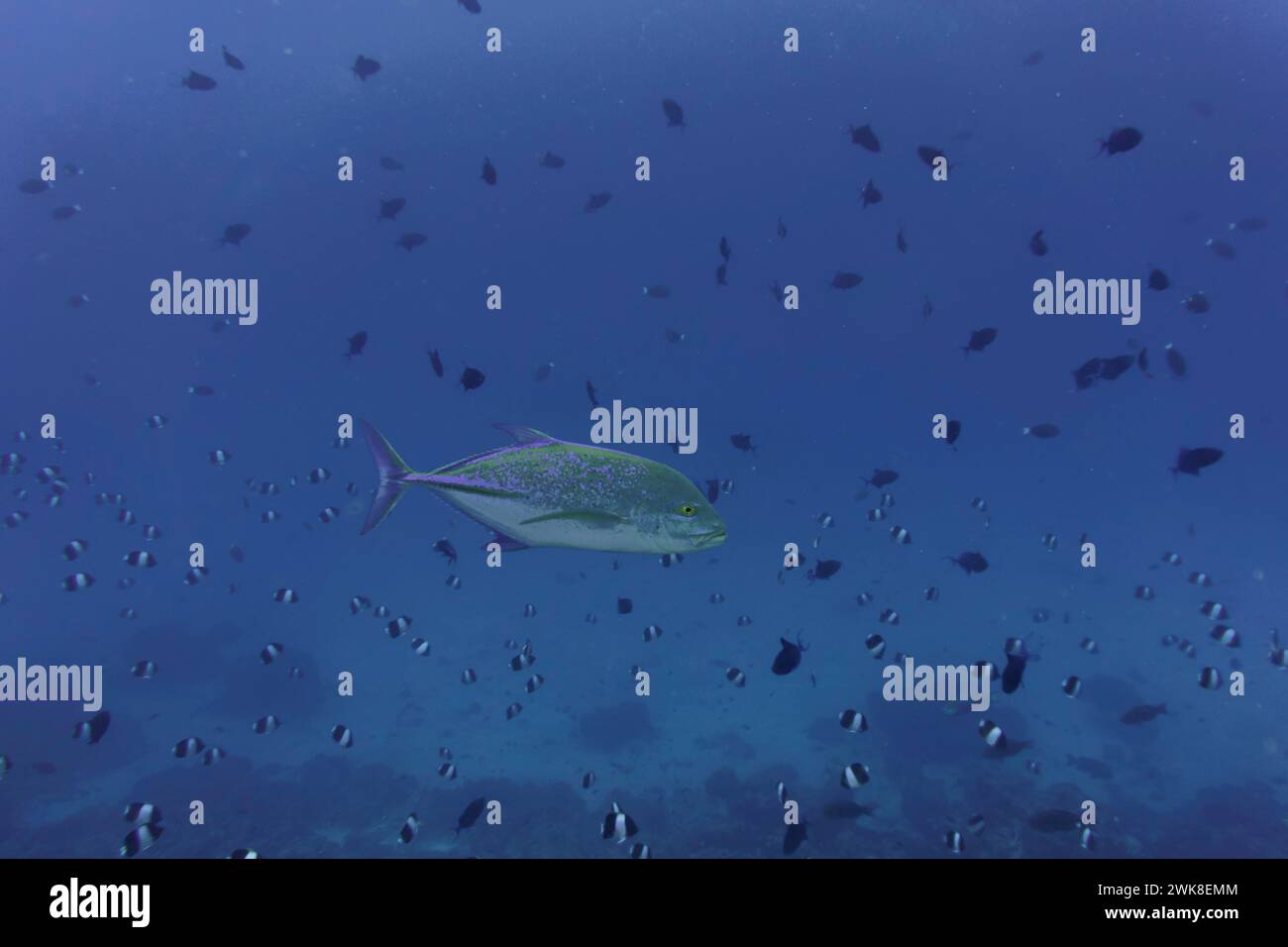 Bluefin Trevally (Caranx melampygus) in the coral reef of Maldives ...