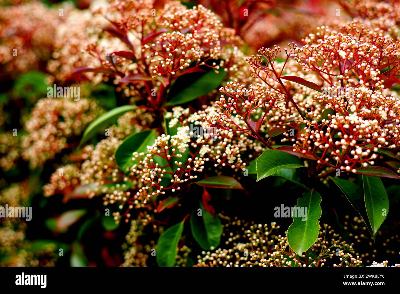 Photinia blossoms hi-res stock photography and images - Alamy