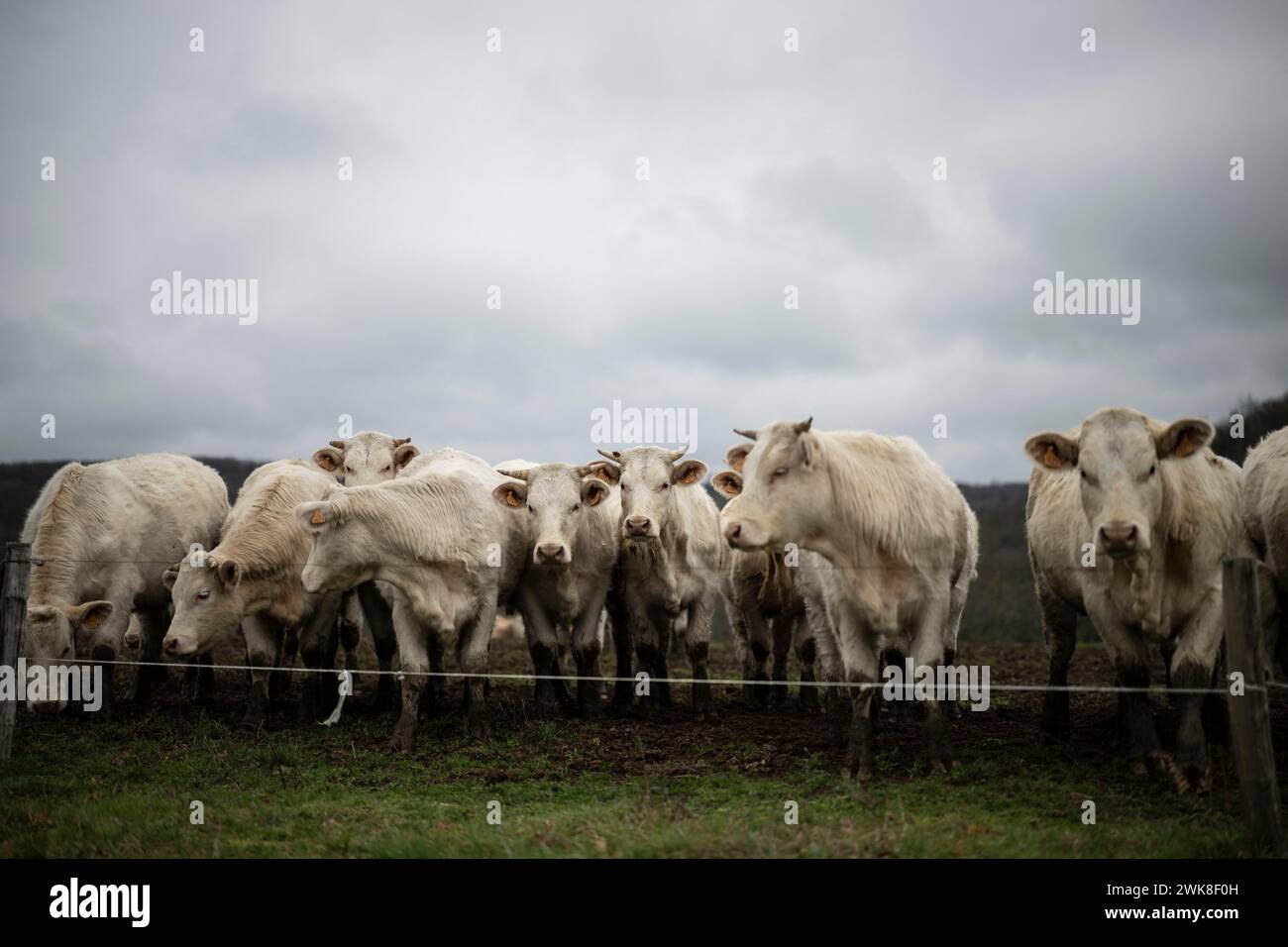 France. 19th Feb, 2024. This photo shows a herd of Charolais ...