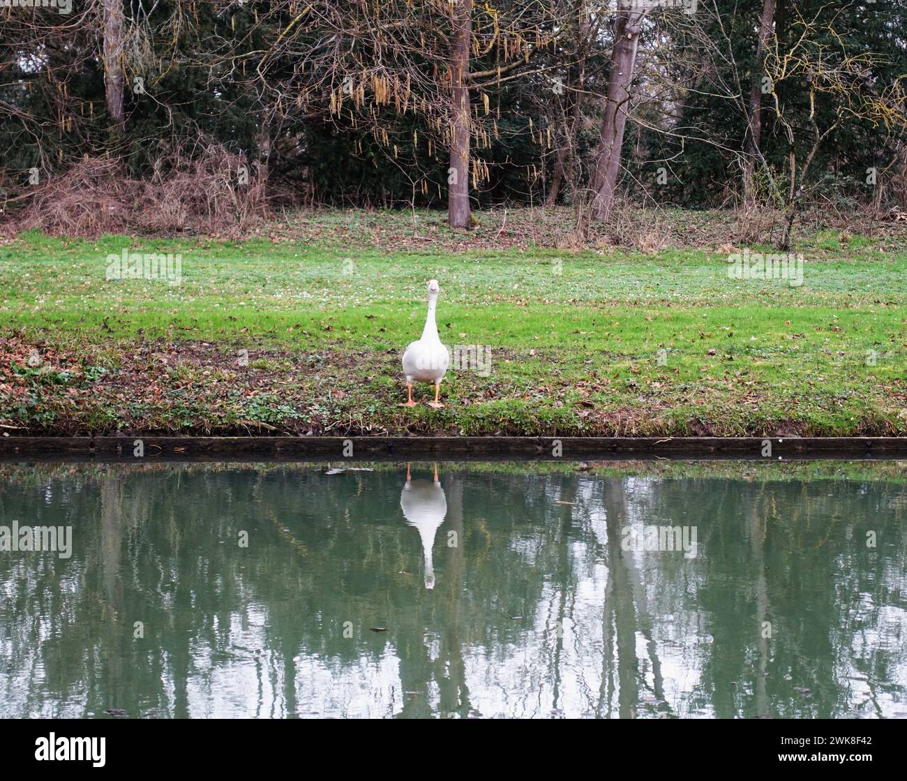 Stream bank grass hi-res stock photography and images - Alamy