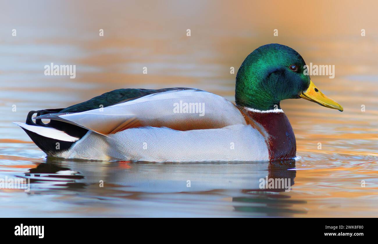 side view of mallard duck on water surface (Anas platyrhynchos Stock ...