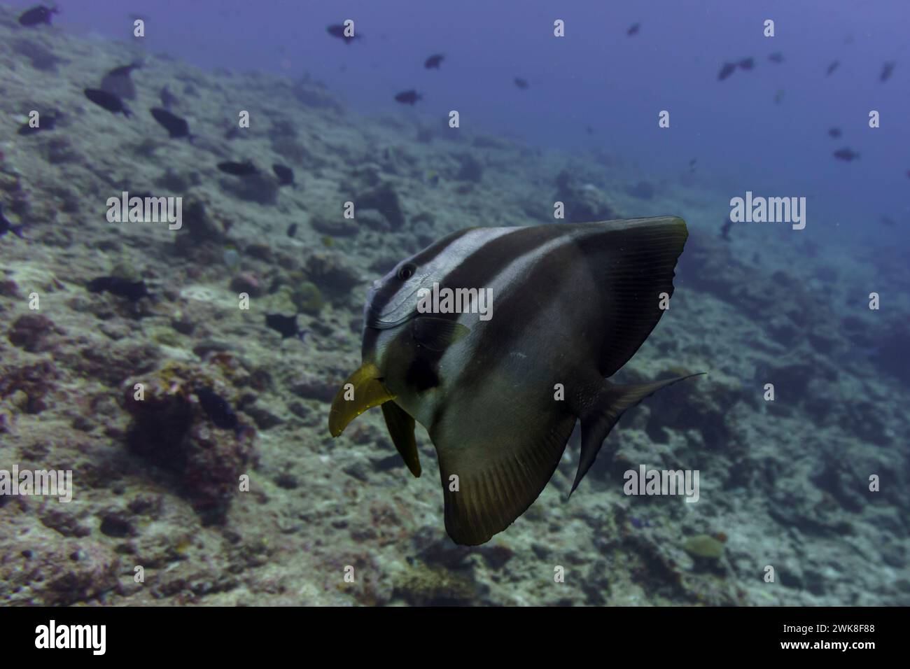 Round circular orbicular batfish hi-res stock photography and images ...