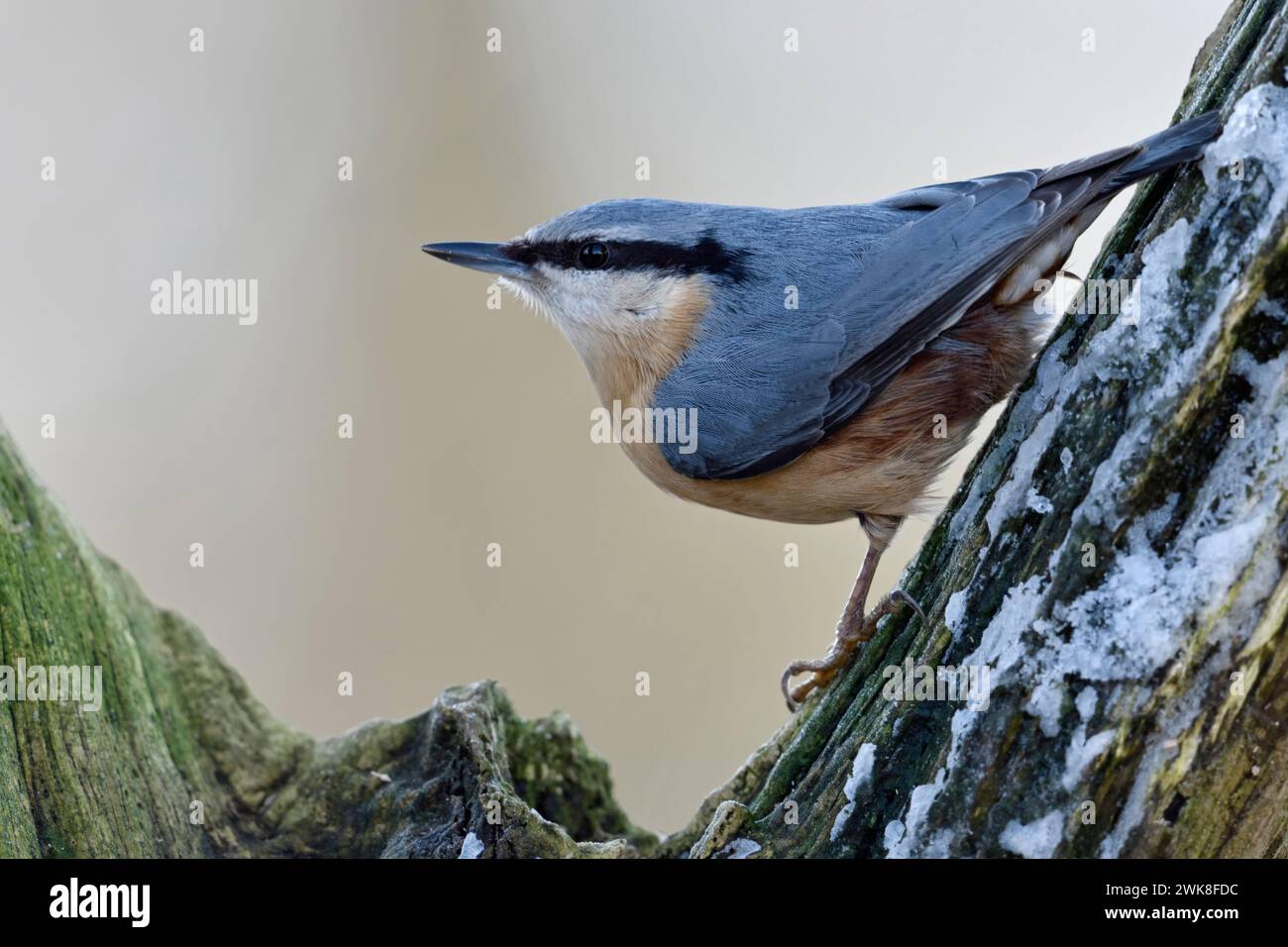 Eurasian Nuthatch ( Sitta europaea ) perched in a tree, watching around ...