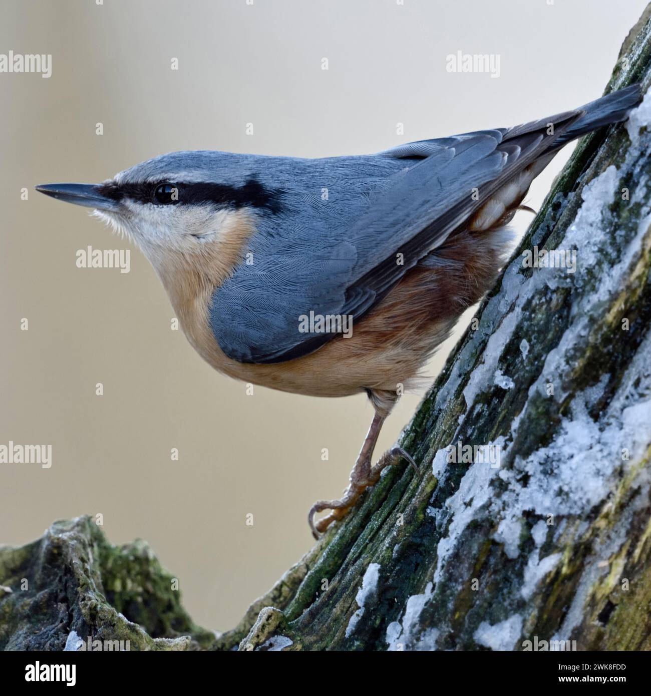 Nuthatch side view bird image hi-res stock photography and images - Alamy