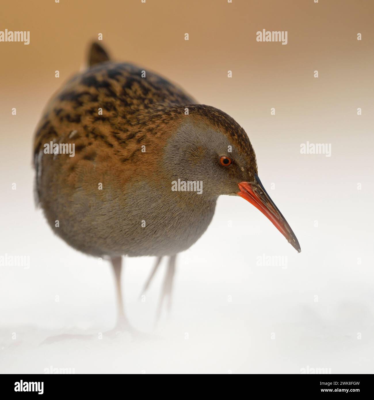 Water Rail (Rallus aquaticus ) in winter, permanent resident, searching ...