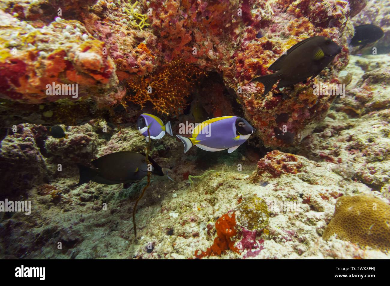 Yellowfin surgeon fish in the coral reef of Maldives island. Tropical ...