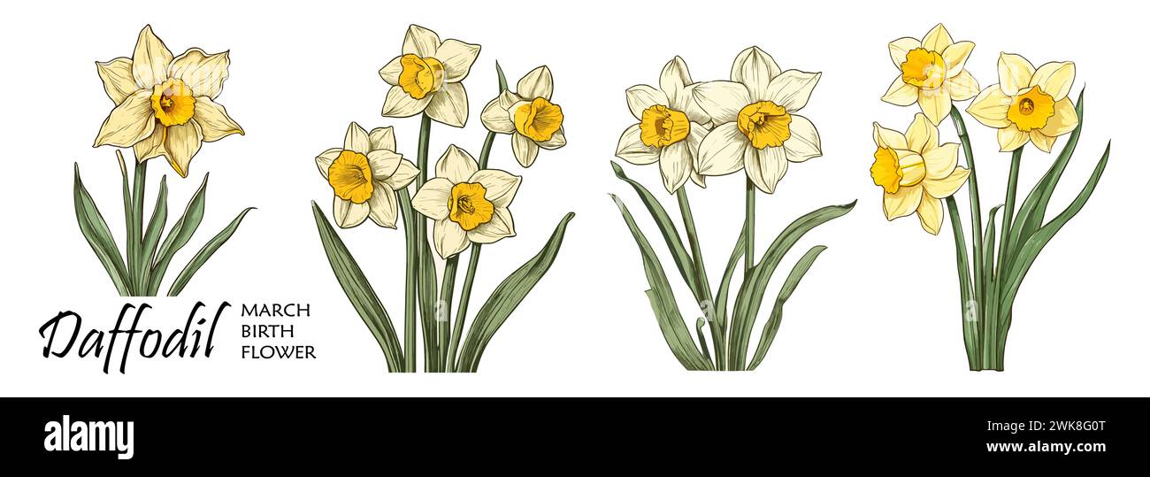 Daffodil, March Birth month flower colorful vector Stock Vector Image ...
