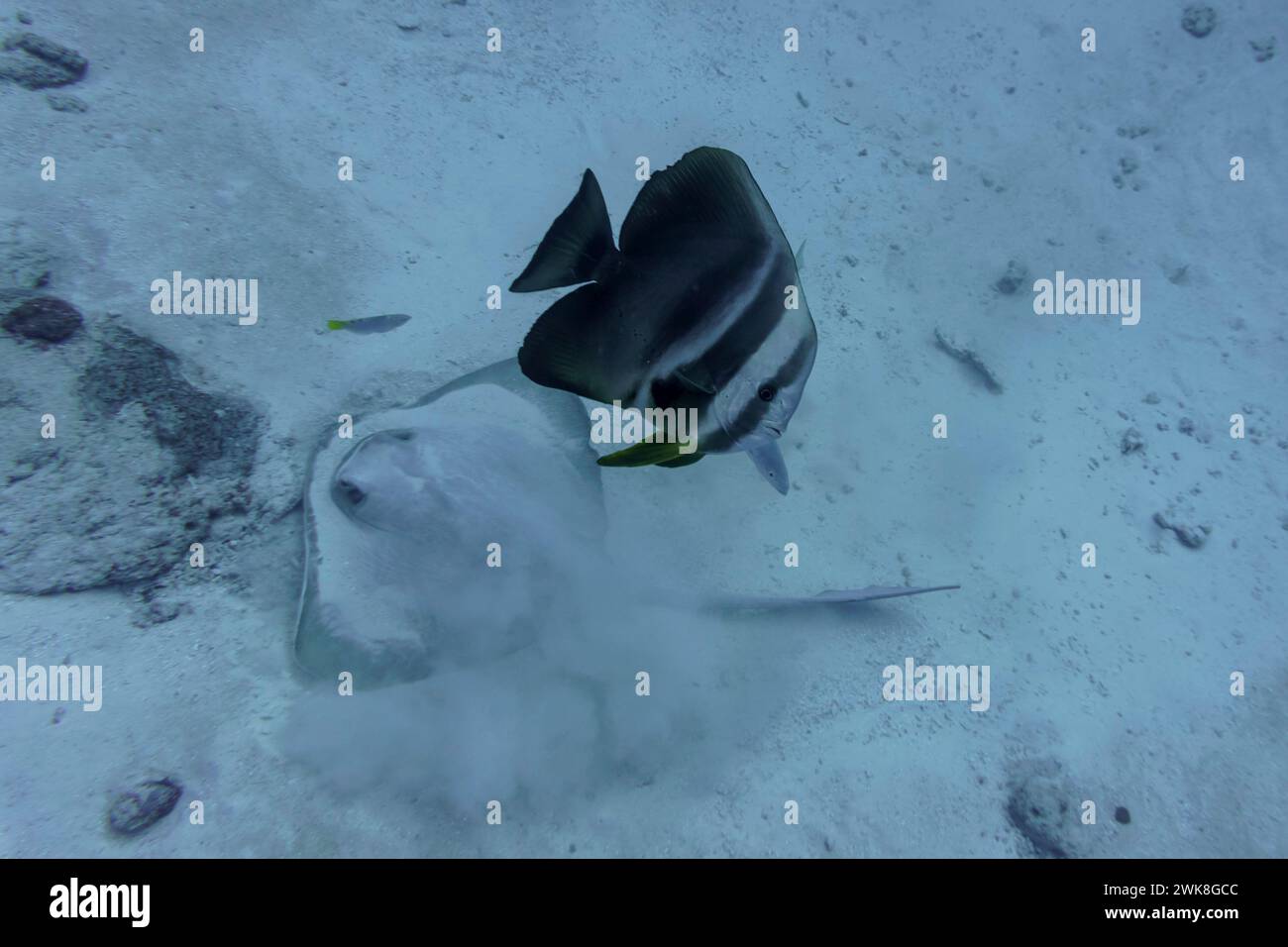 Orbicular batfish (Platax orbicularis) in the coral reef of Maldives ...