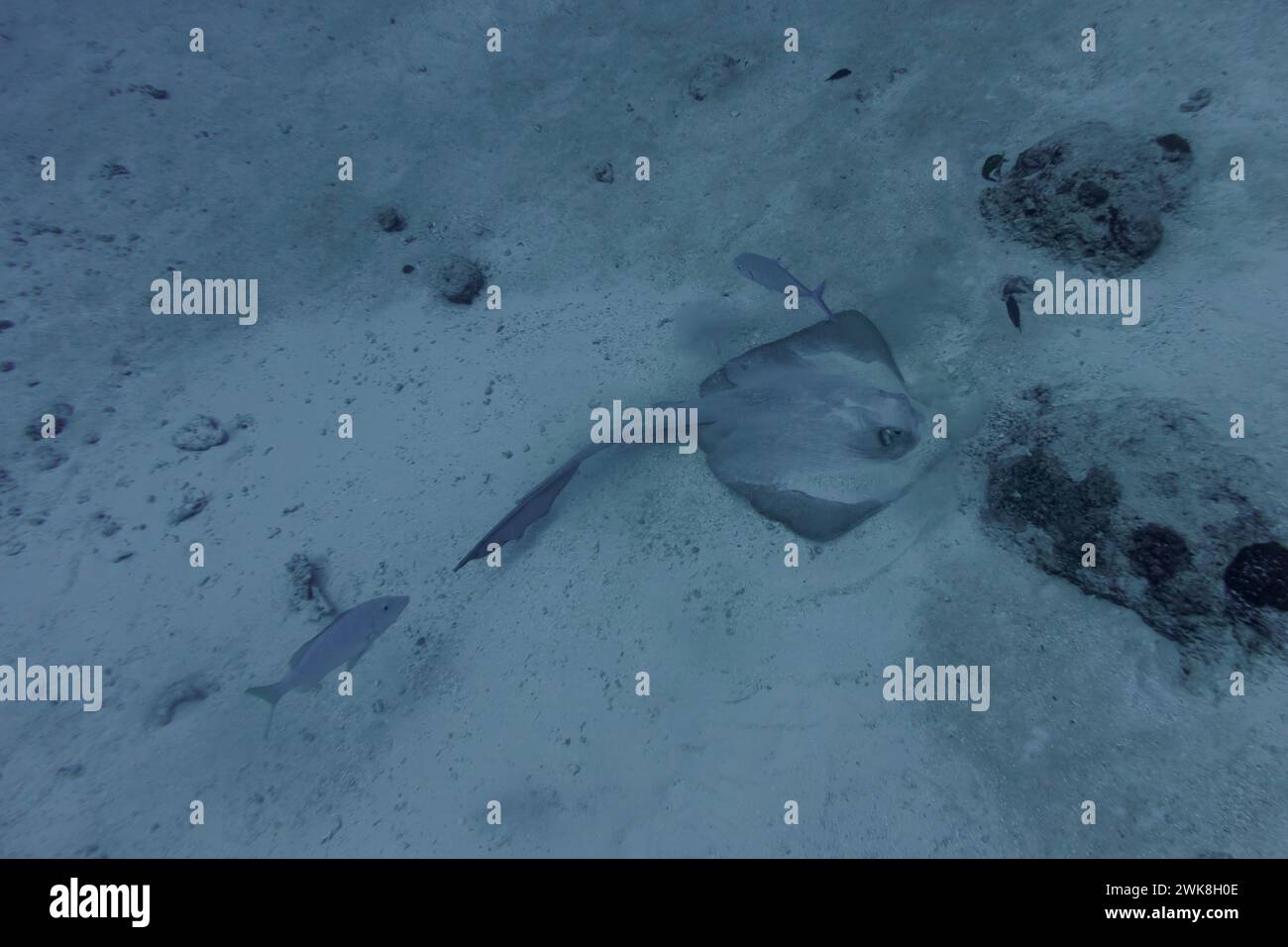 Scary stingray hi-res stock photography and images - Alamy