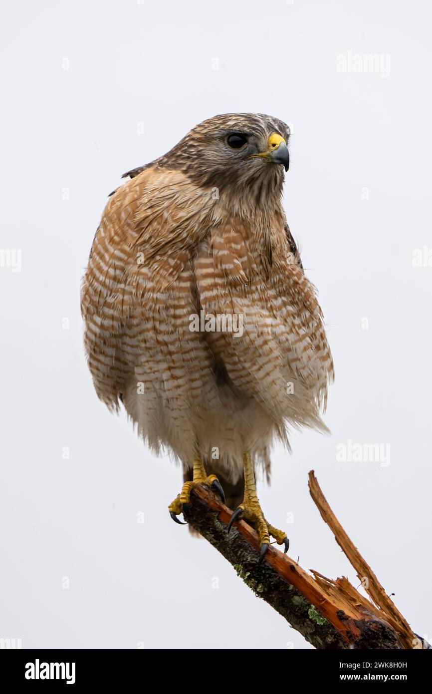 Perched across hi-res stock photography and images - Alamy