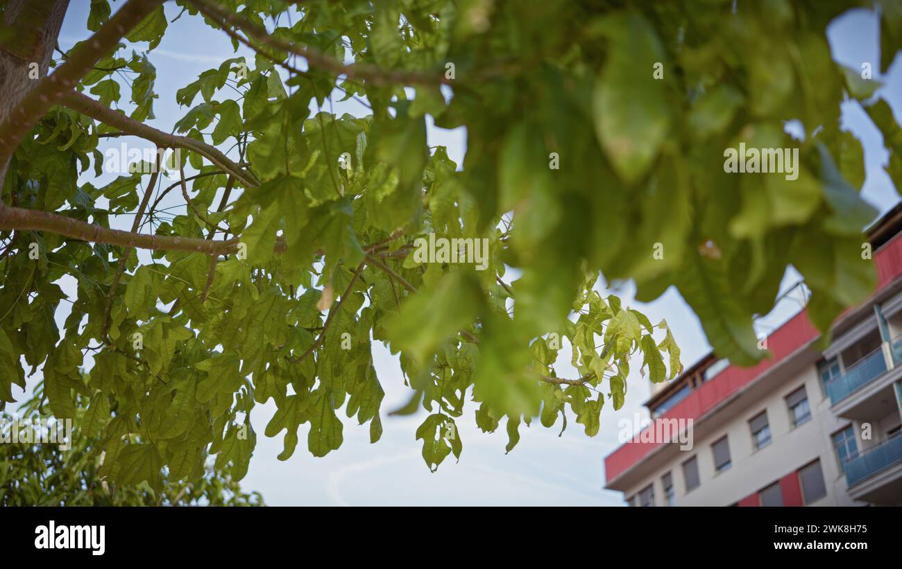 Lush morus tree leaves with serrated margins, foreground focus against ...