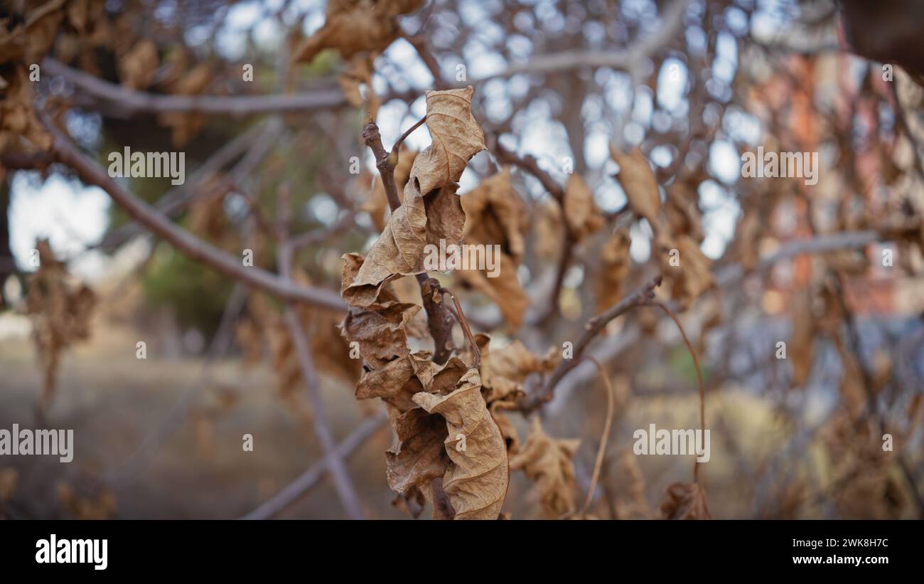 Close-up of dried leaves on brambles in murcia, spain, depicting the ...