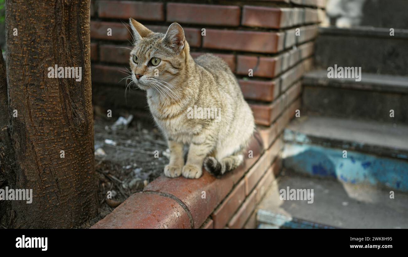 Alert tabby cat perches on a brick ledge by a tree in an outdoor urban ...