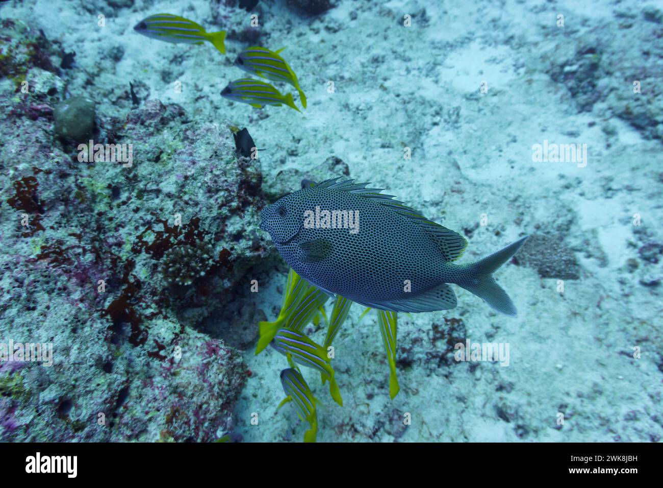 Underwater wo hi-res stock photography and images - Alamy