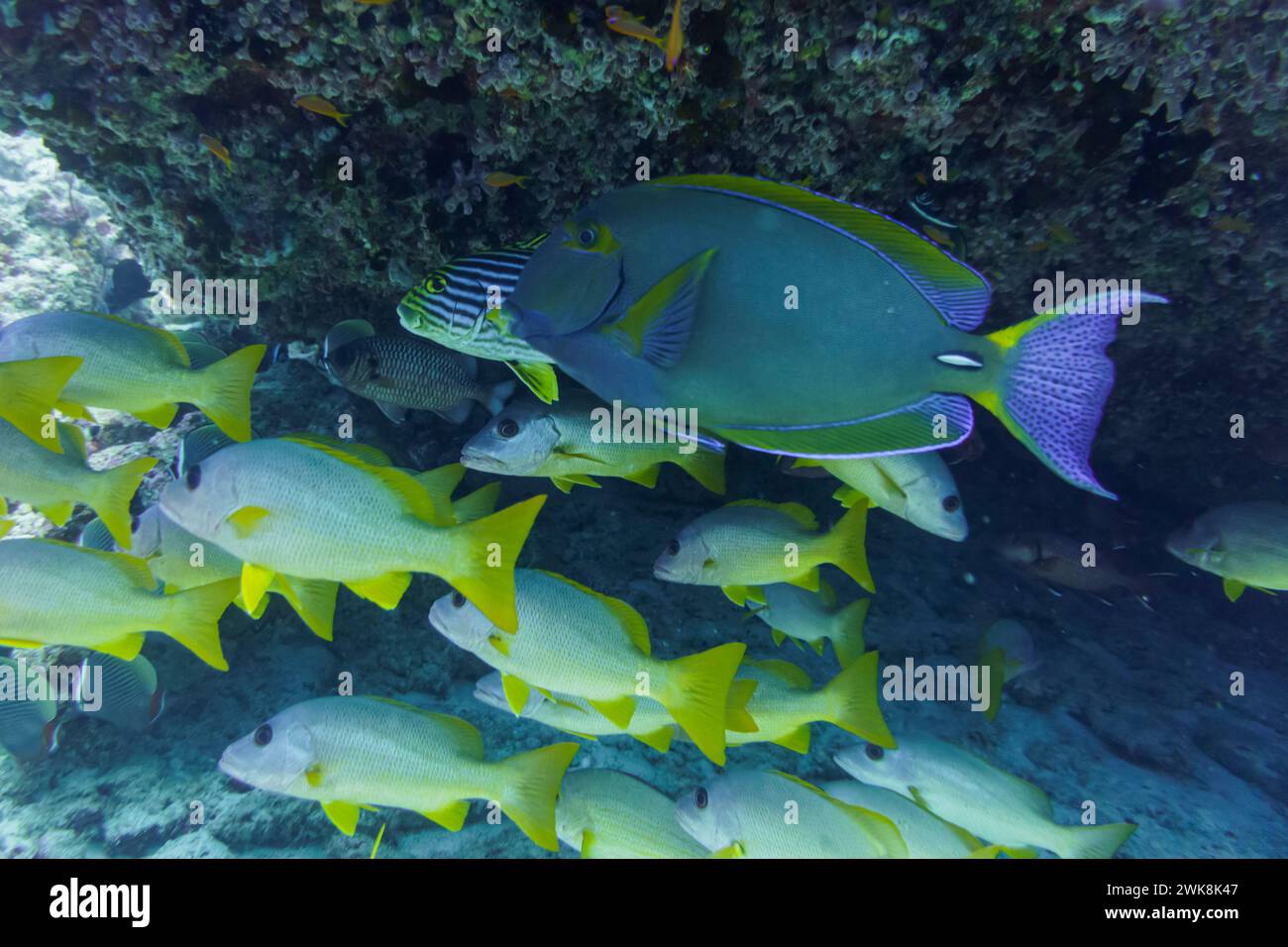 Yellowfin surgeon fish in the coral reef of Maldives island. Tropical ...