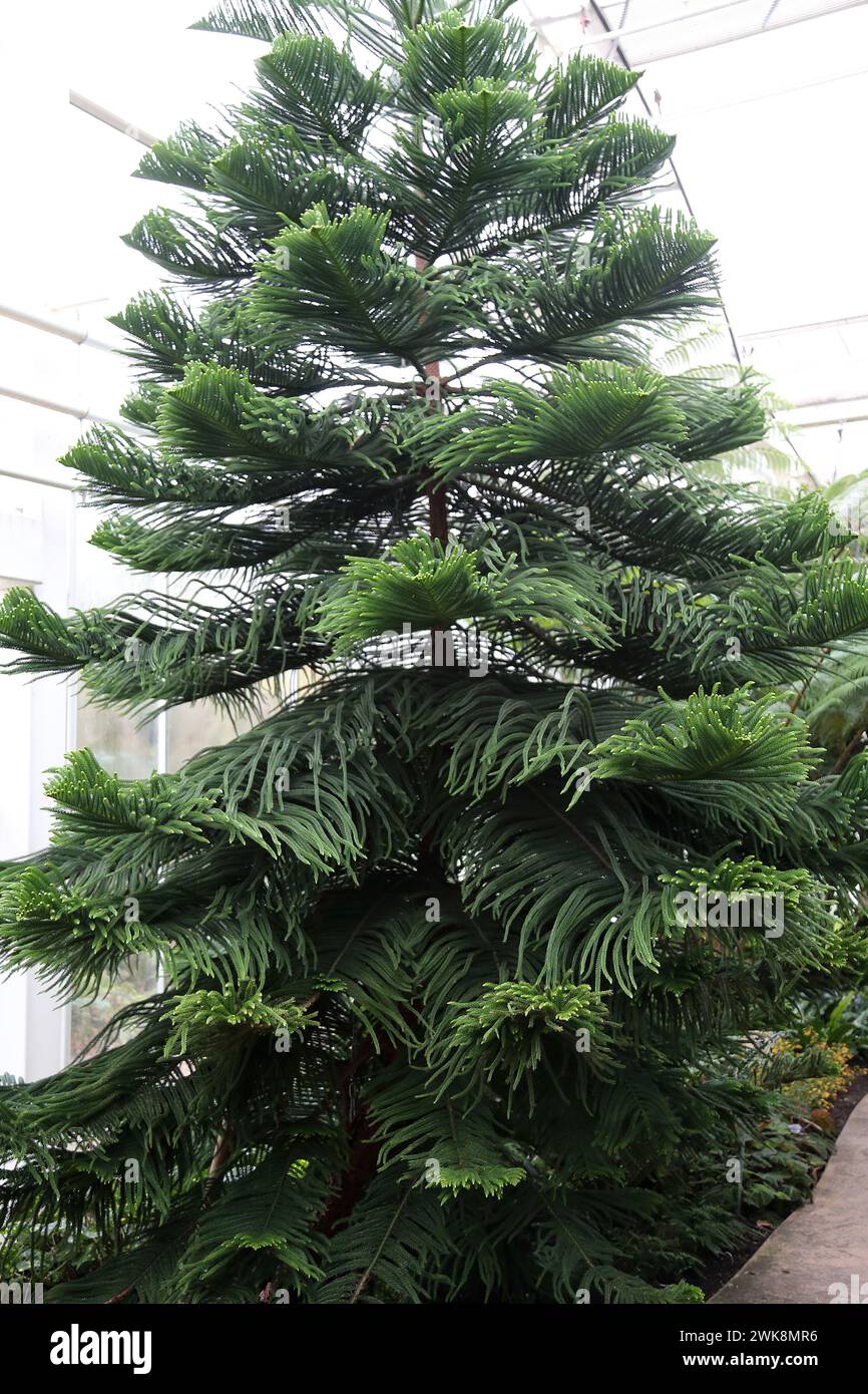 Norfolk Island Pine (Araucaria heterophylla), Moist Zone, Plants Before ...