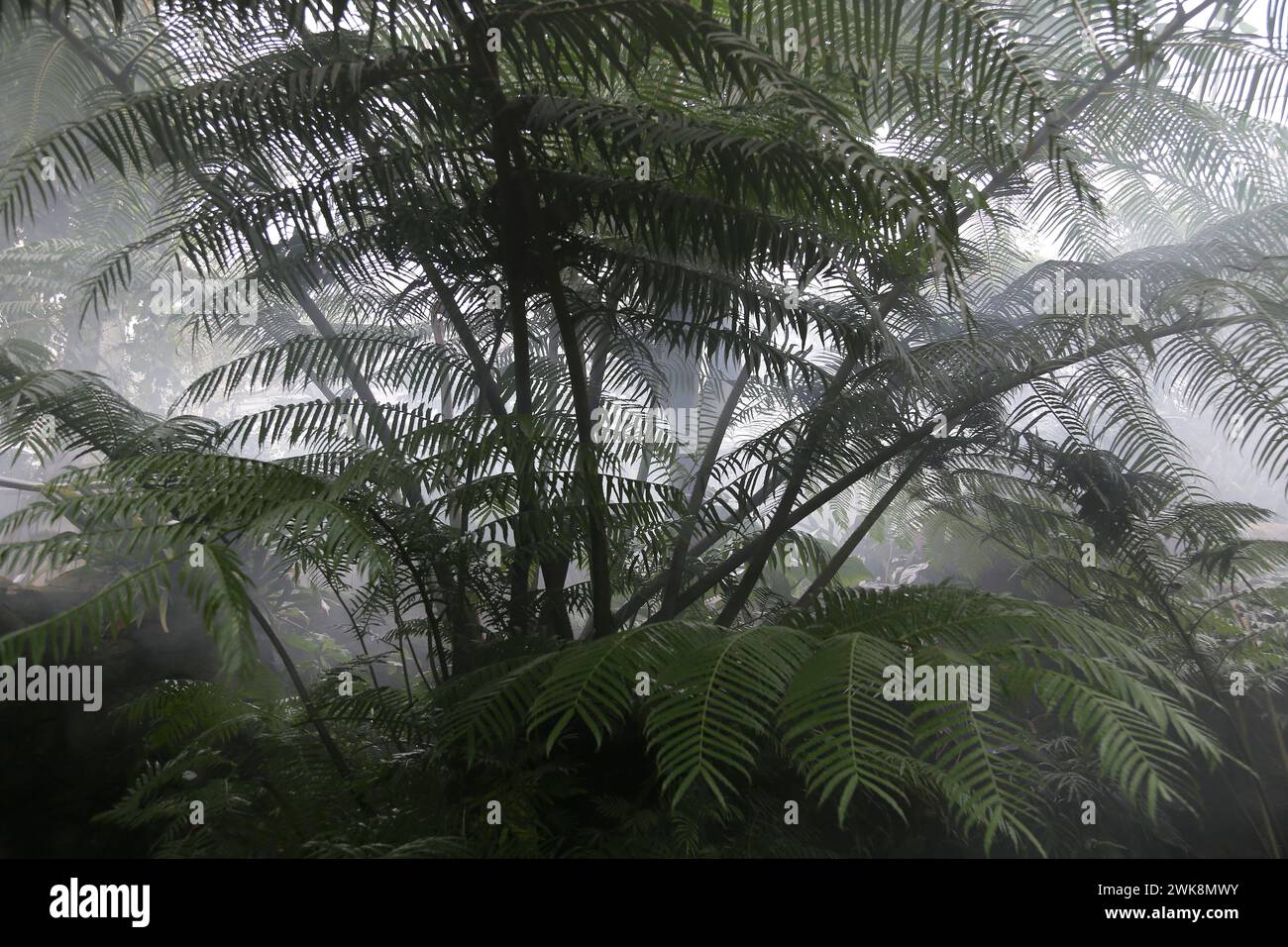 King Fern (Angiopteris evecta), Tropical Zone, Plants Before Time ...