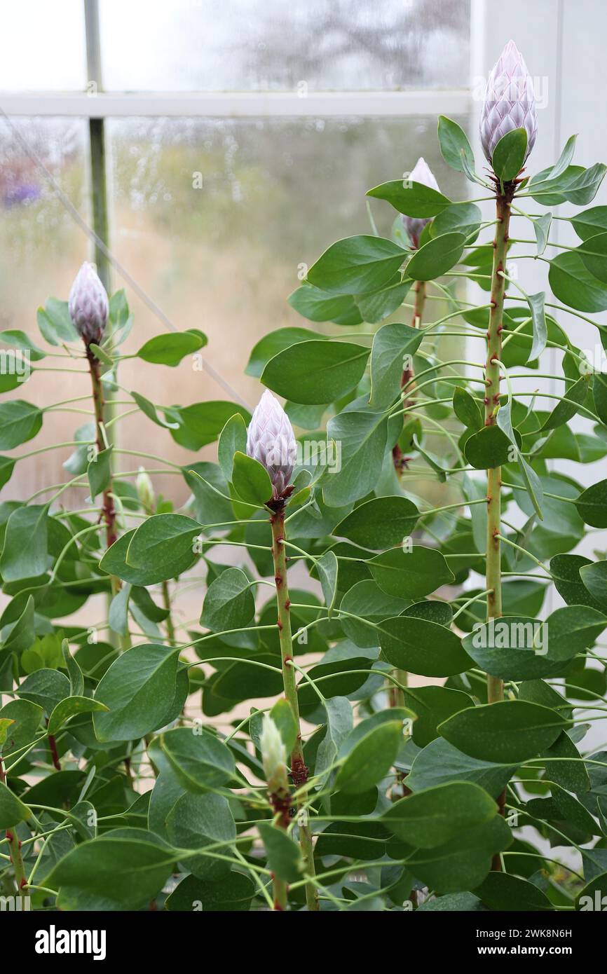 King Protea (Protea cynaroides) buds, Dry Temperate Zone, Plants Before ...