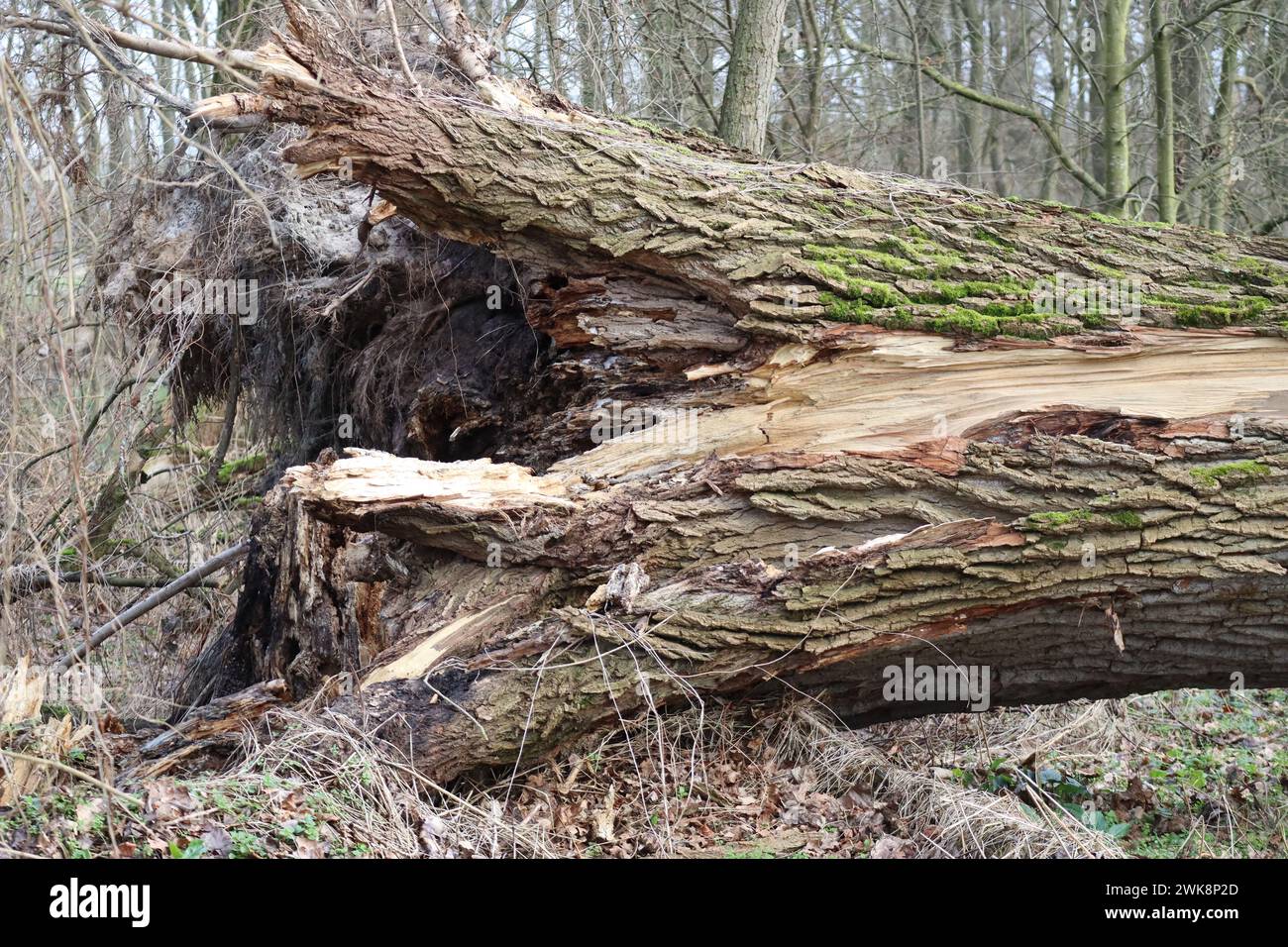 Root rot hi-res stock photography and images - Alamy