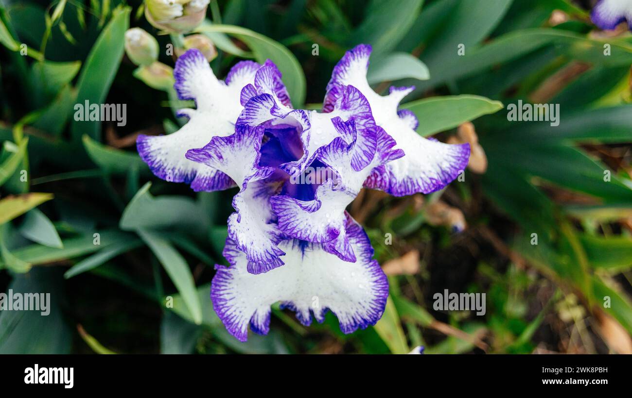 Iris flower close up top view. White and purple iris flower. The ...