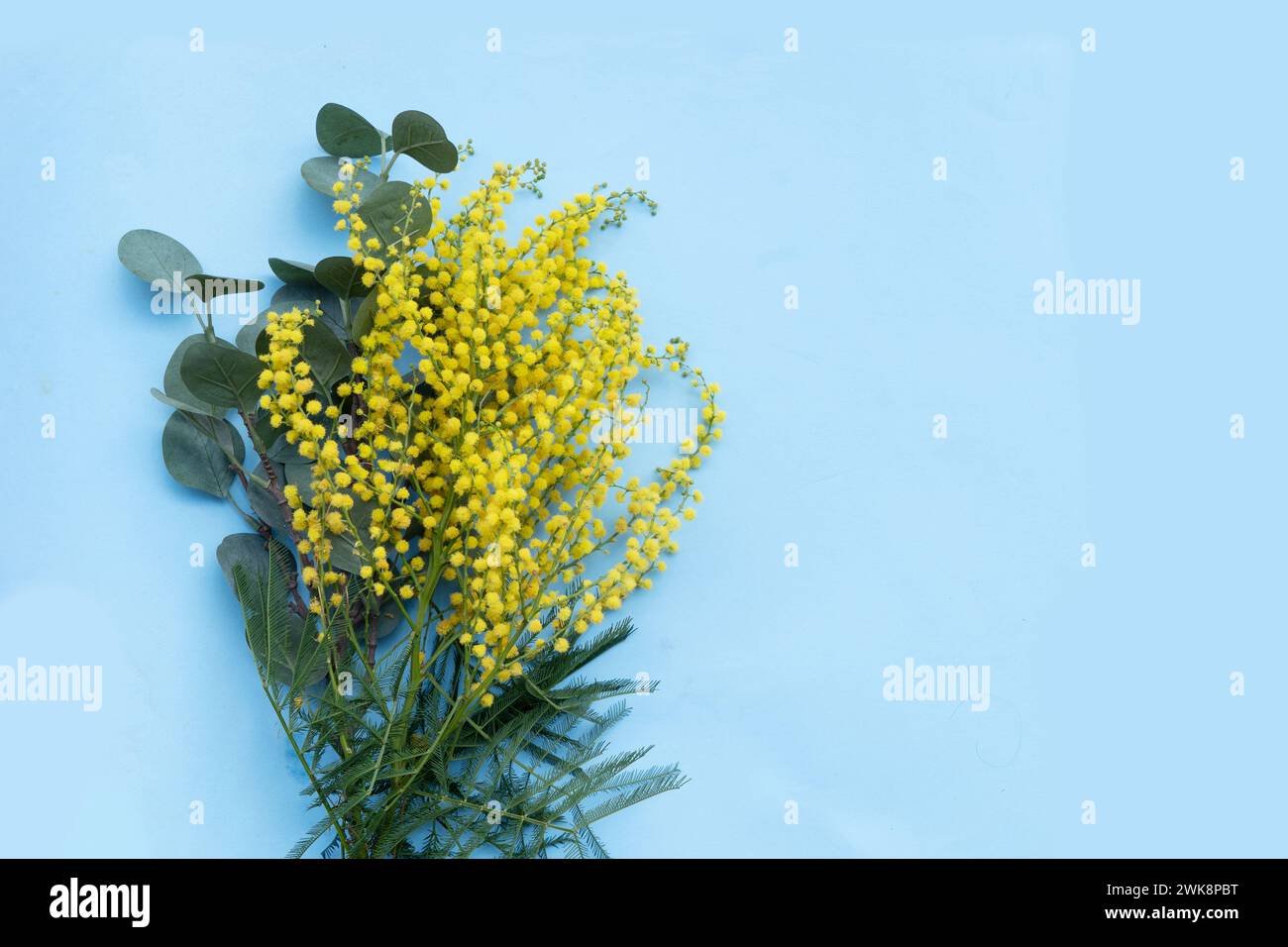 Mimosa flowers on blue background Stock Photo - Alamy