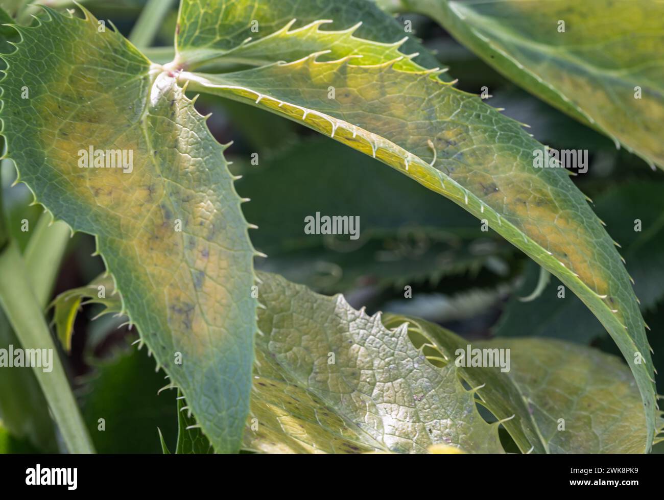 Green-yellow leaves of Corsican Hellebore or argutifolius (Silver Lace ...