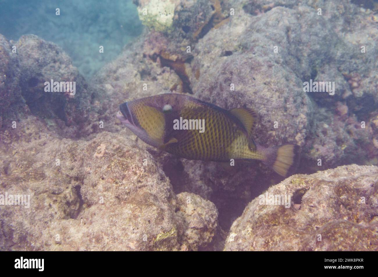 Titan triggerfish, Giant triggerfish, (Balistoides viridescens ...