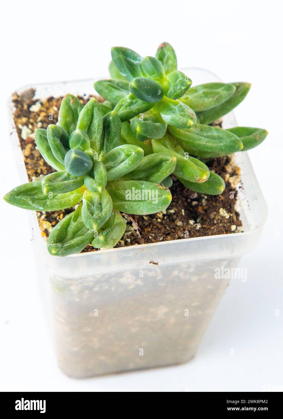 Pachyphytum compactum plant succulent in pot. Green little flower on ...