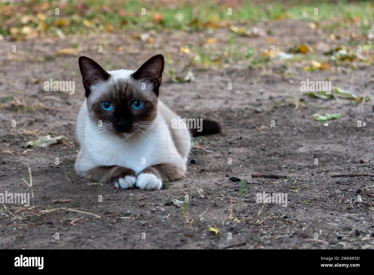 Gatitos Siameses File:Gato Siames Venezolano.jpg Wikimedia Commons