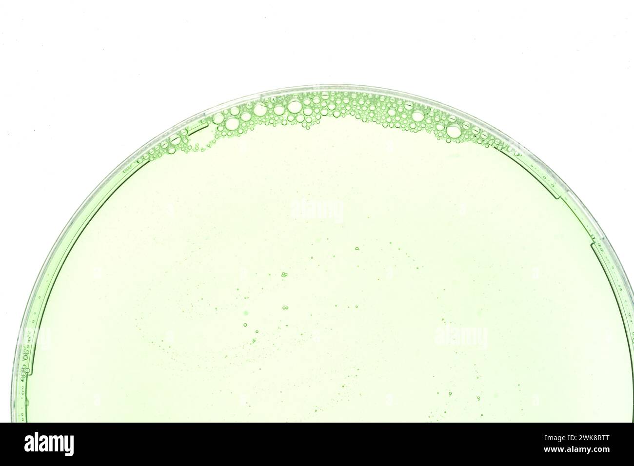 Abstract oil circle bubbles in a petri dish top view. Laboratory ...