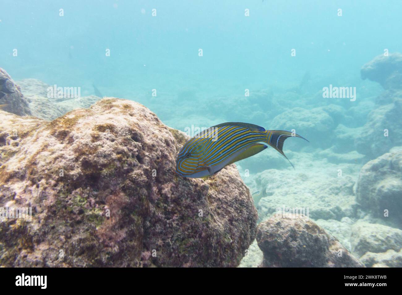 Blue banded surgeonfish (Acanthurus lineatus). Tropical and coral sea ...