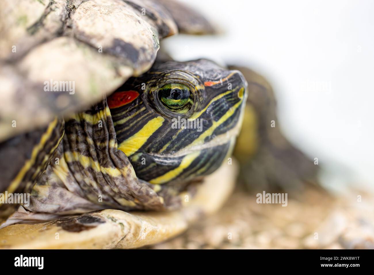 Head of a red eared terrapin, Trachemys scripta elegans Stock Photo - Alamy