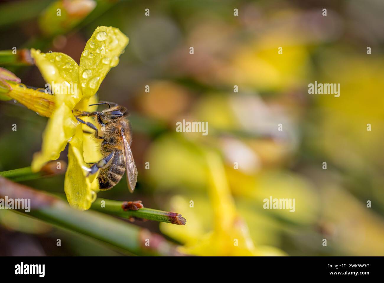 Bee collecting honey from yellow flowers of winter jasmine - Jasminum ...