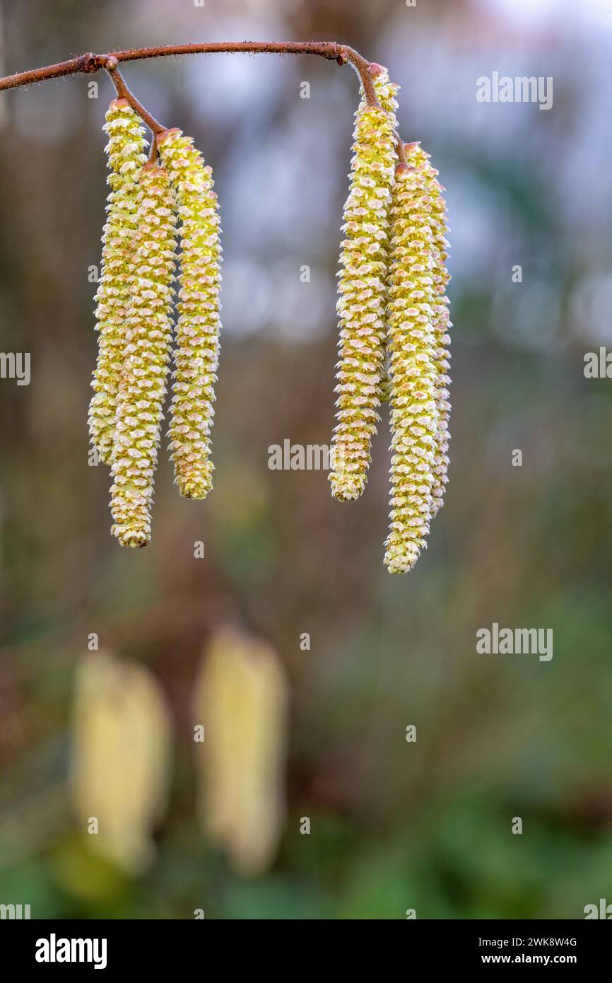 Close-up of male Hazel inflorescence Catkins, Corylus avellana ...