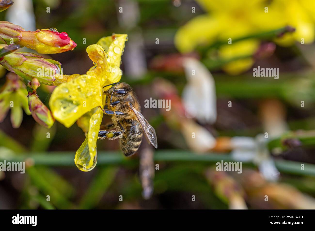 Bee collecting honey from yellow flowers of winter jasmine - Jasminum ...