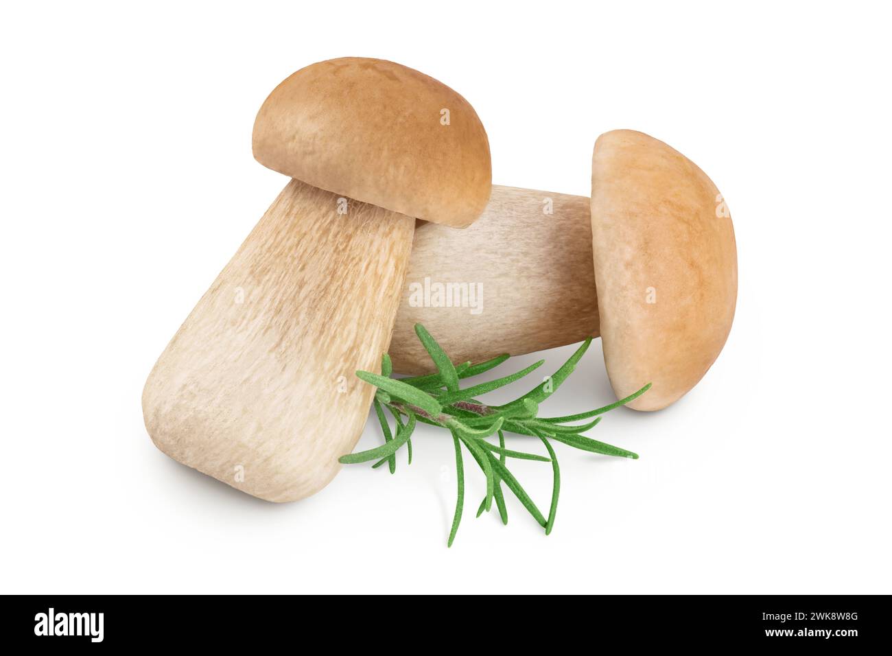 Fresh porcini cep mushroom isolated on white background with full depth ...