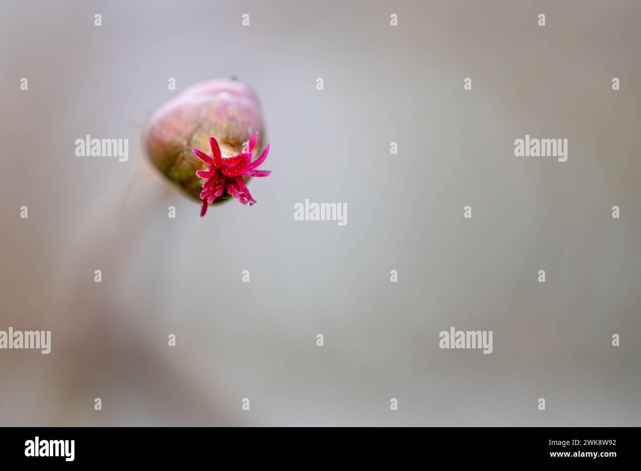 common hazel - Corylus avellana - female flowers close up Stock Photo ...