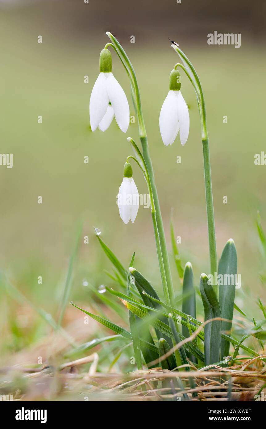 Snowdrop - Galanthus nivalis - first spring flower. White flower with ...
