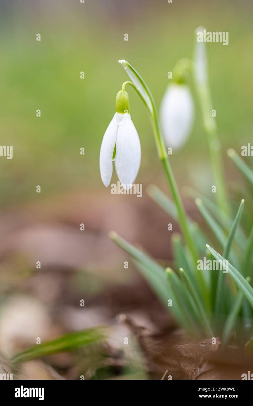 Landscape white snowdrops galanthus hi-res stock photography and images ...