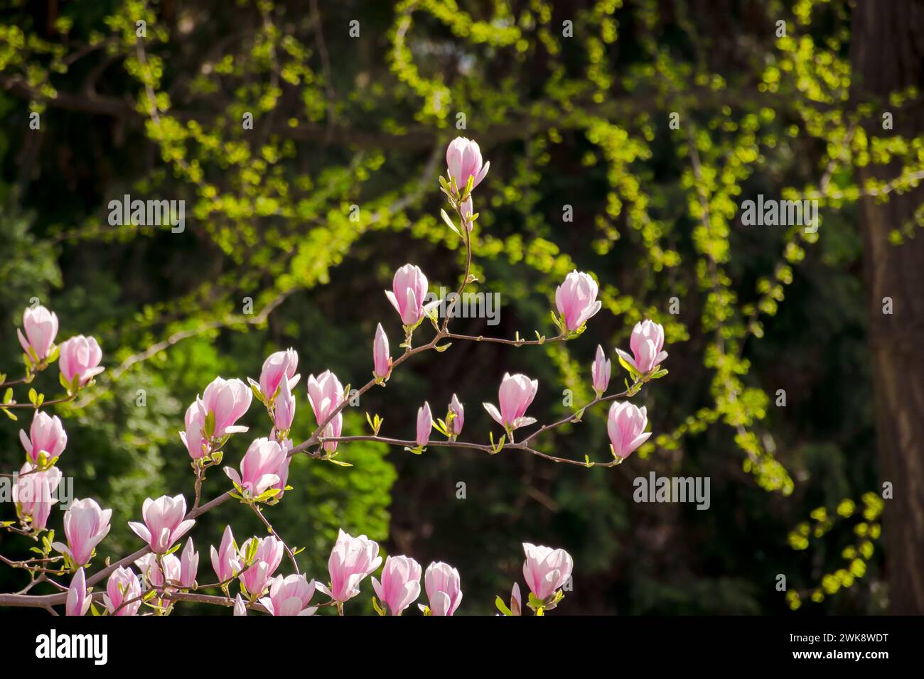 closeup of magnolia tree branches in full blossom. beautiful nature ...