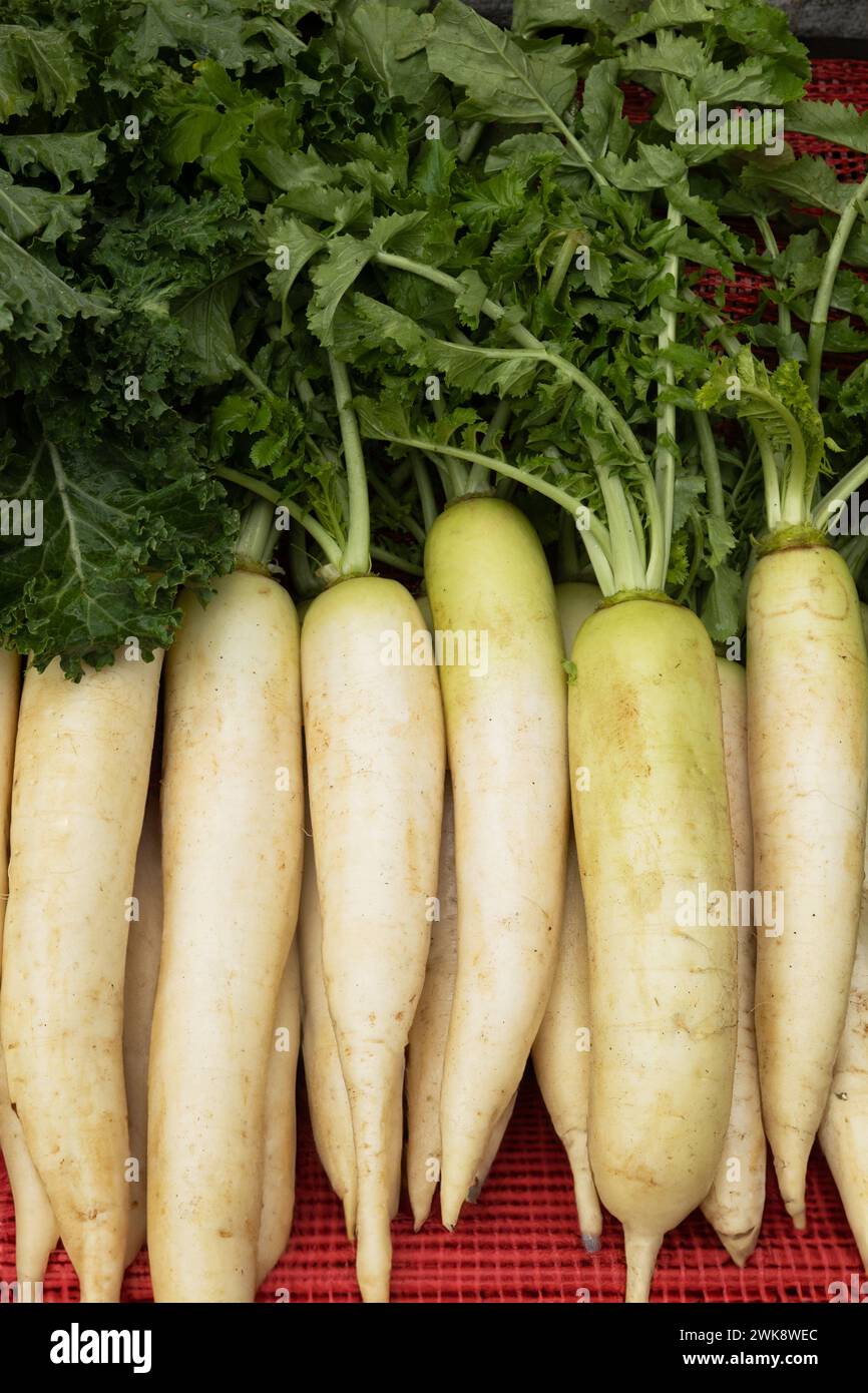 Fresh daikon on market as food background. Organic texture. Local food ...