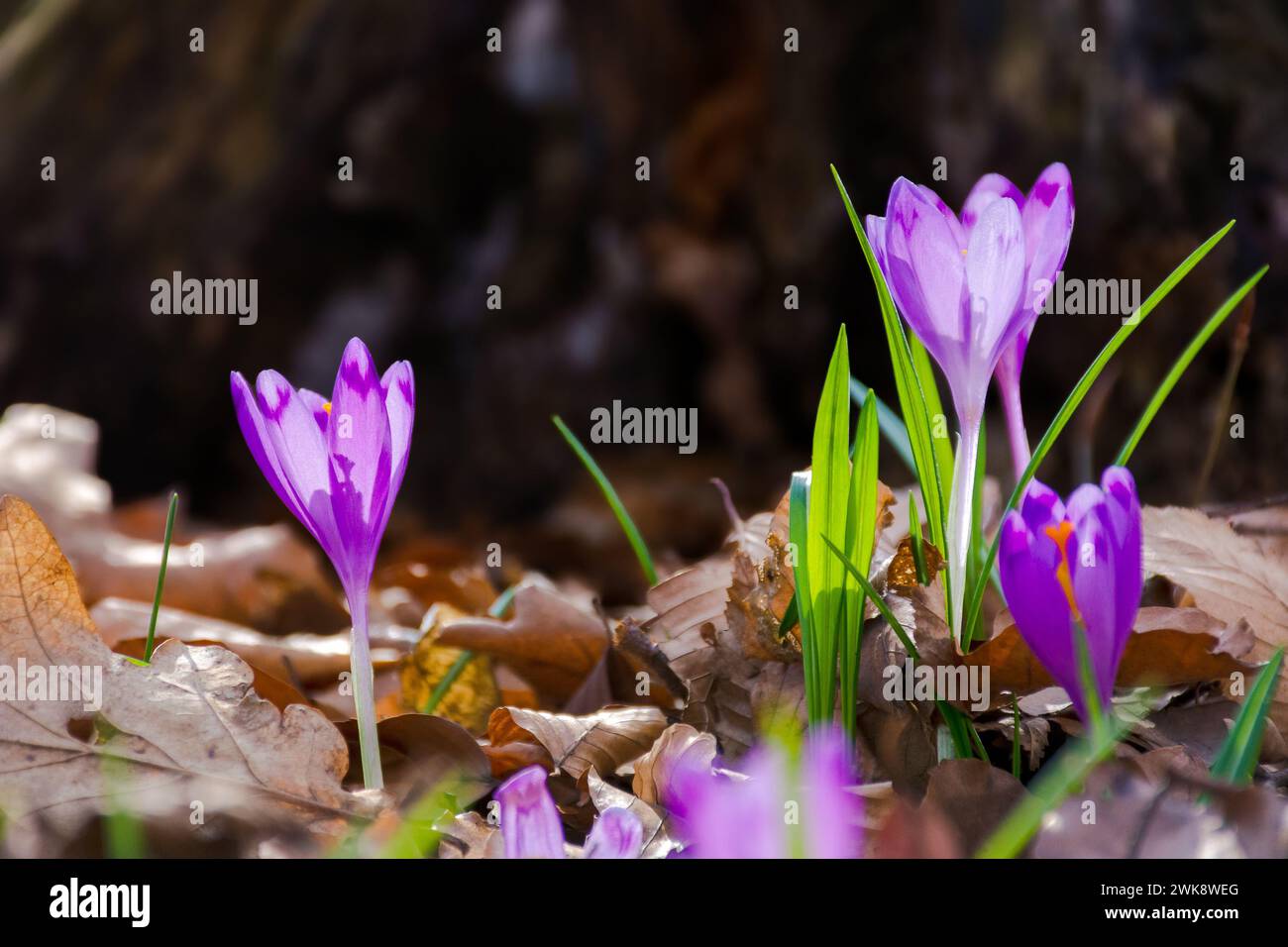 crocus flowers blooming in the forest. beautiful closeup nature ...