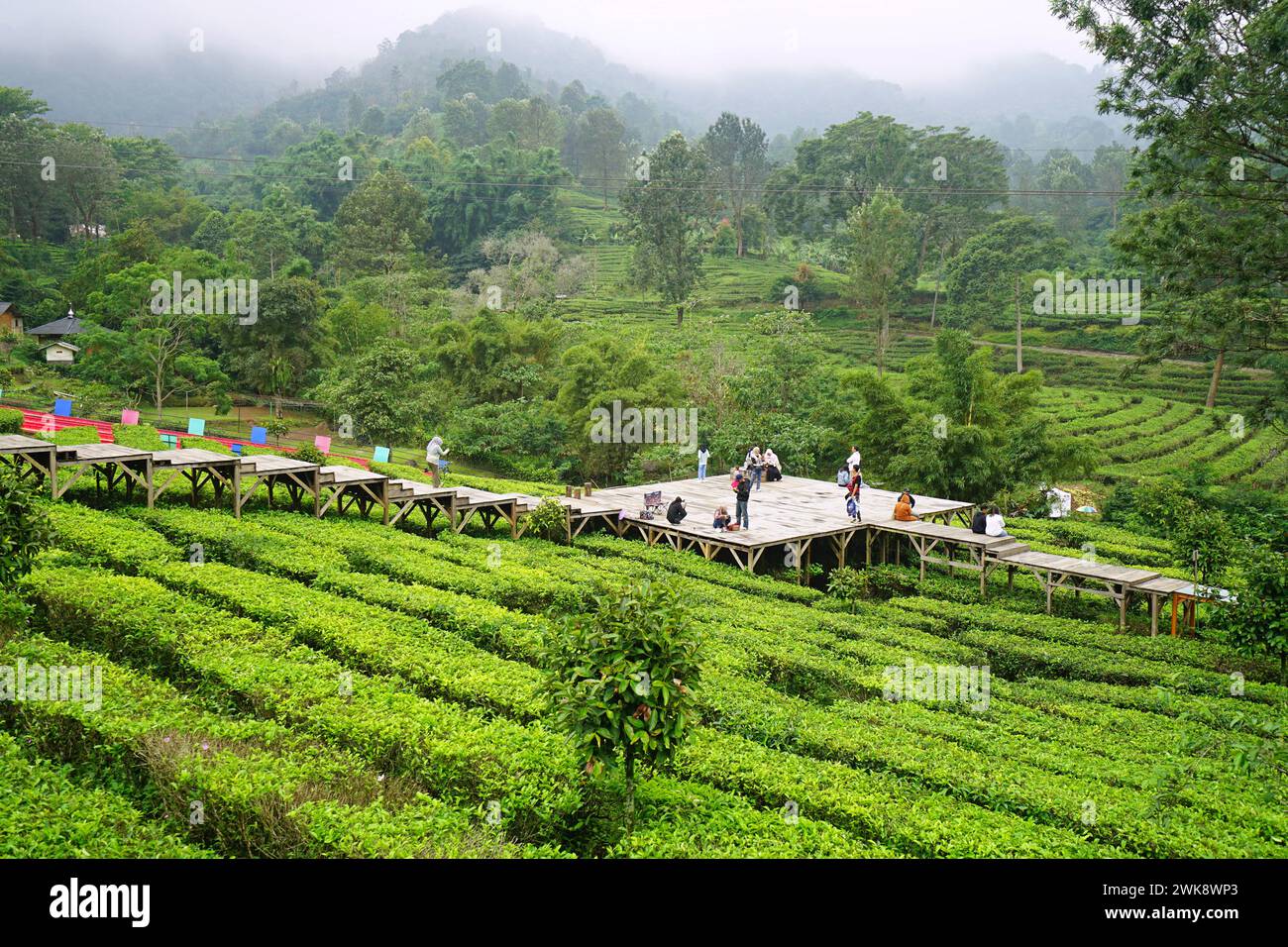 Gunung Mas Tea Plantation Park and Garden, Puncak, Cisarua, Bogor, West ...