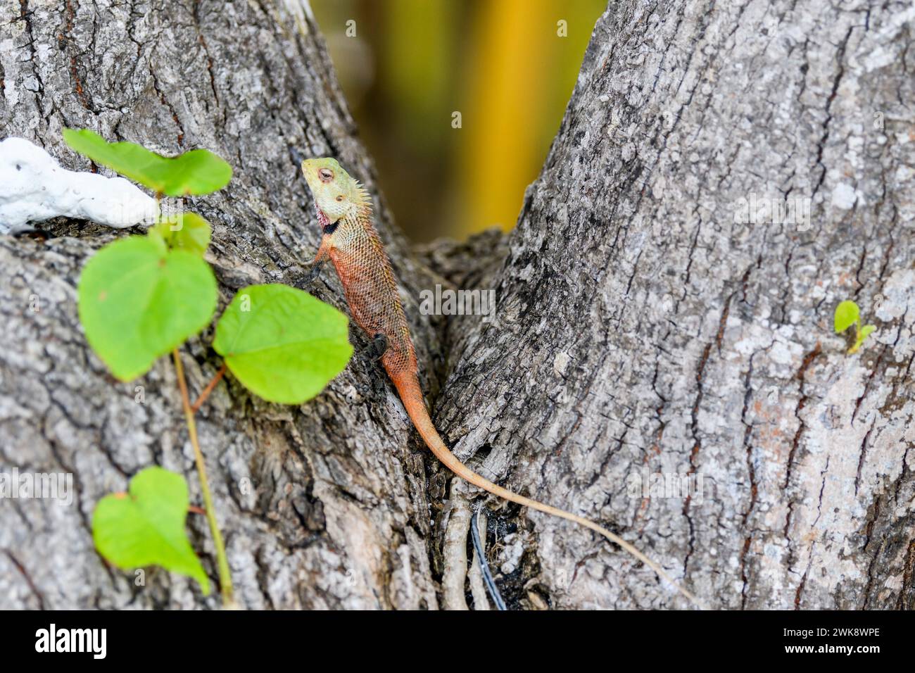 Wild lizard (oriental garden lizard) living in maldives islands ...