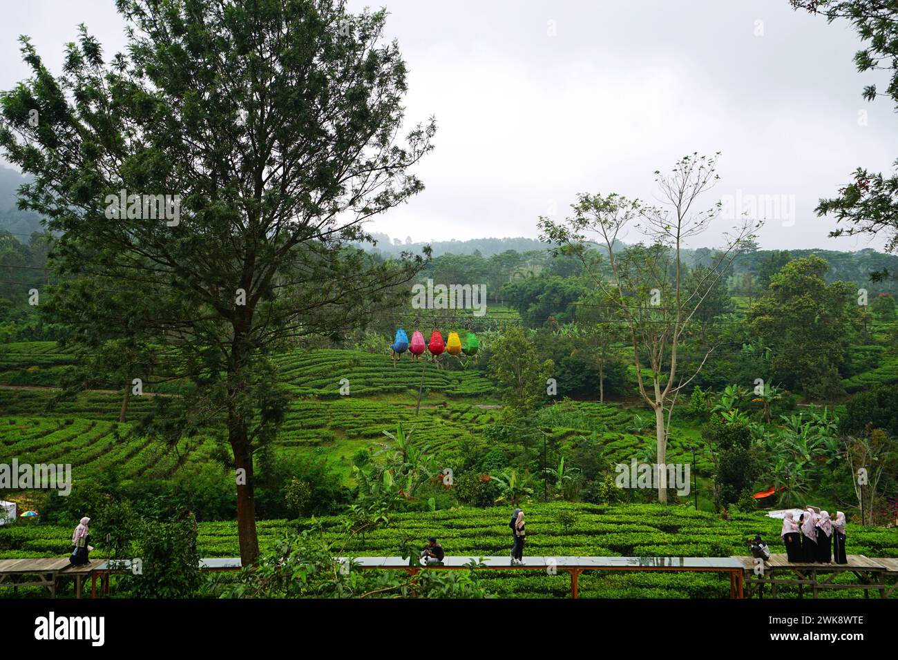 Gunung Mas Tea Plantation Park and Garden, Puncak, Cisarua, Bogor, West ...