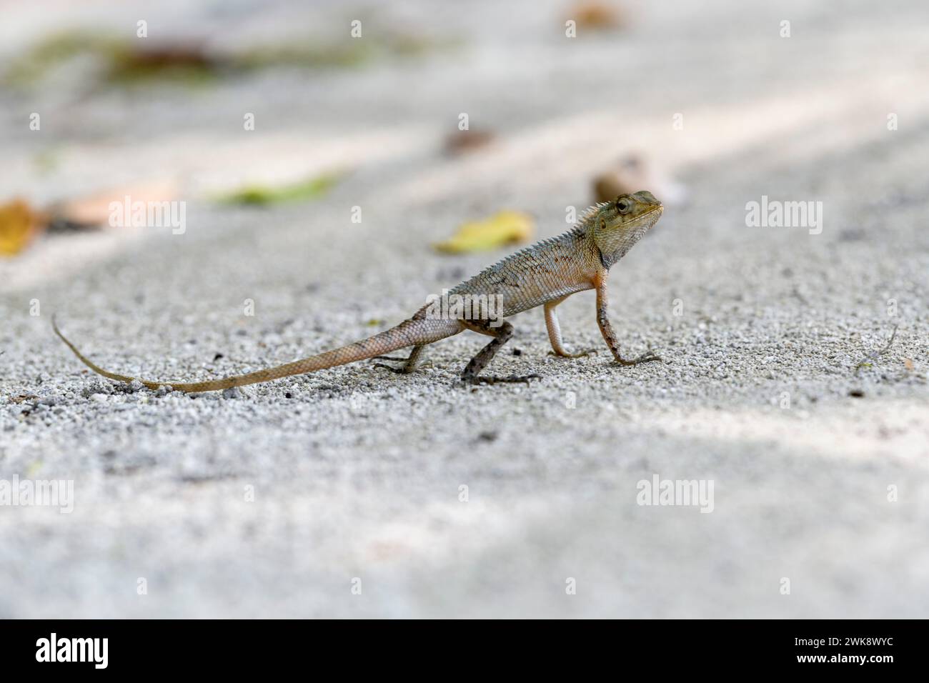 Wild lizard (oriental garden lizard) living in maldives islands ...