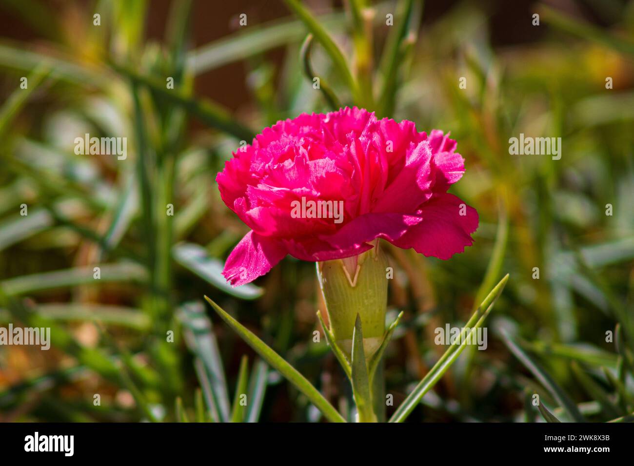 Dianthus, Single Red Carnation flower Stock Photo - Alamy