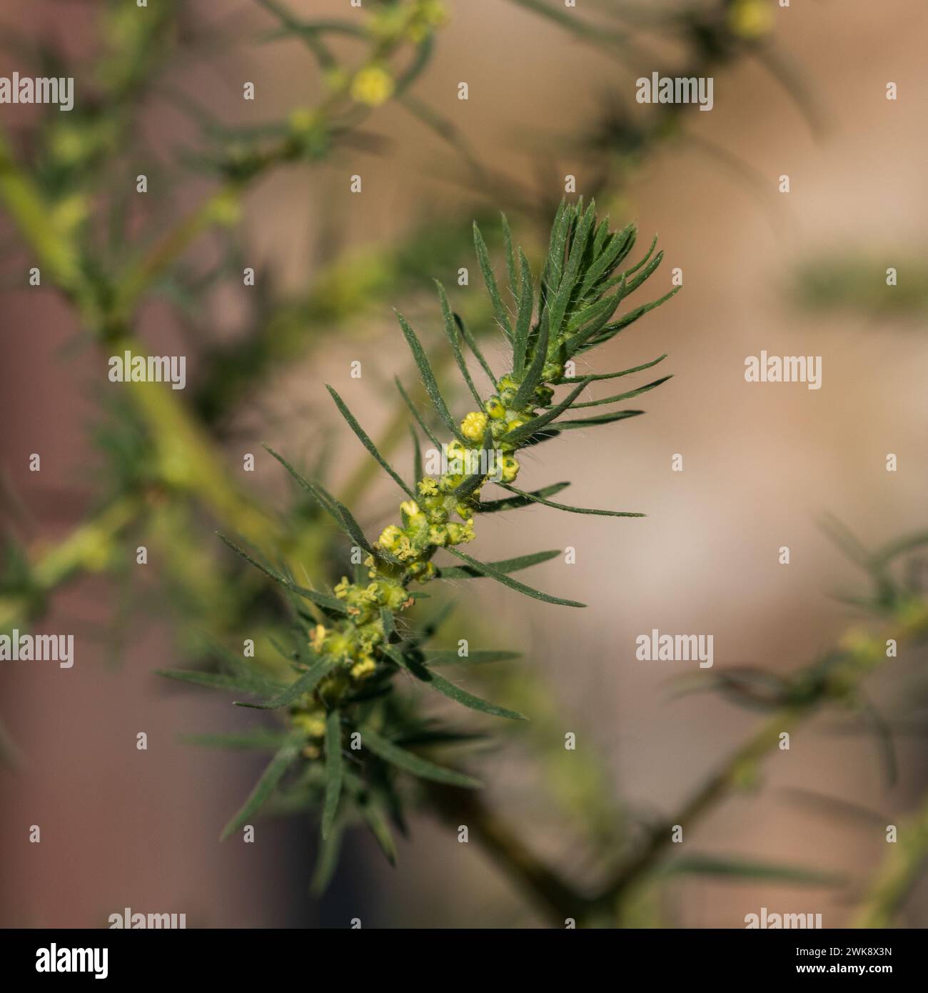 Bassia scoparia, Summer-Cypress Flower Stock Photo - Alamy