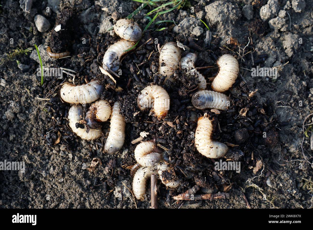 Black rose chafer hi-res stock photography and images - Alamy