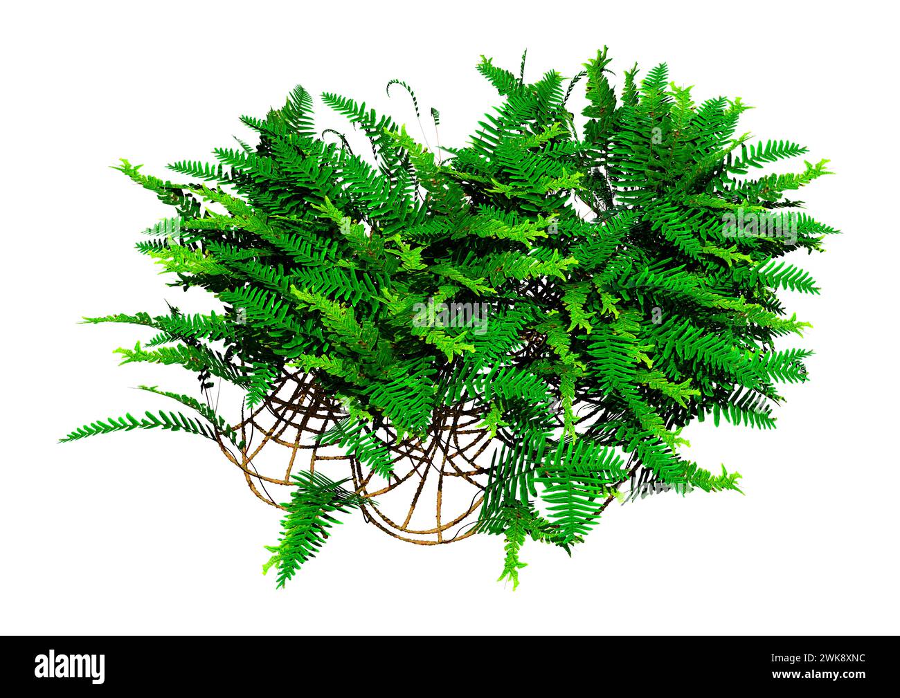 3D rendering of a fern plant isolated on white background Stock Photo ...